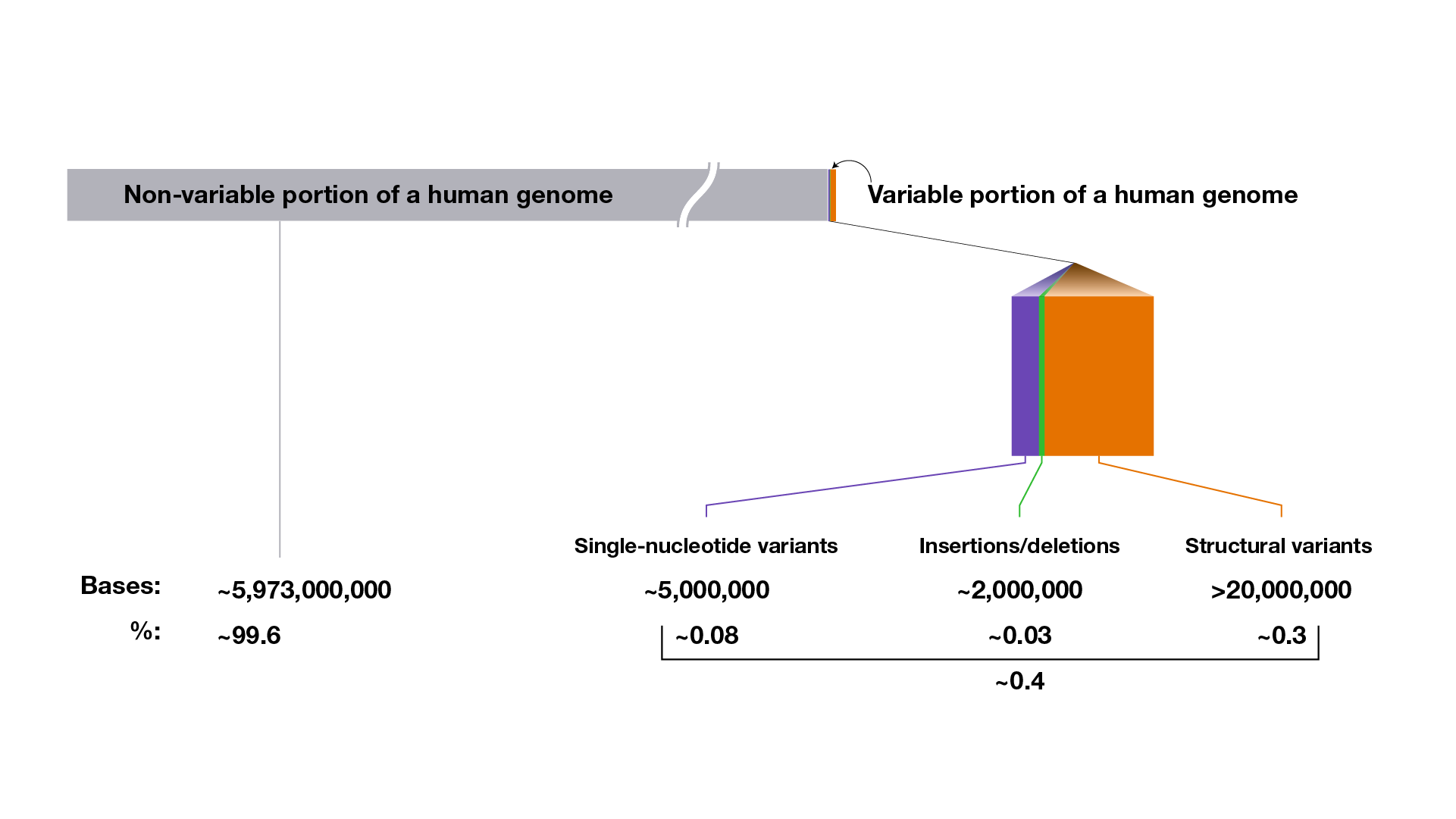 Diversidad genética humana: variación genómica - Jhonatan Romo: Ciencia ...